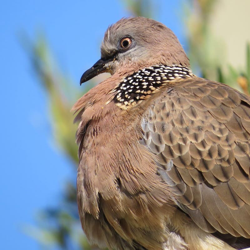 Tassidermia Della Colomba Del Coniglietto E Testa Bizzarre Dell ...