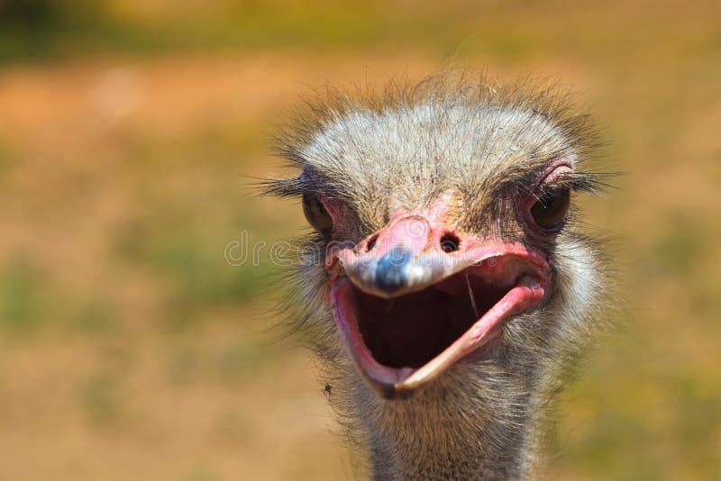 Uccello Dello Struzzo in Primo Piano Fotografia Stock - Immagine di ...