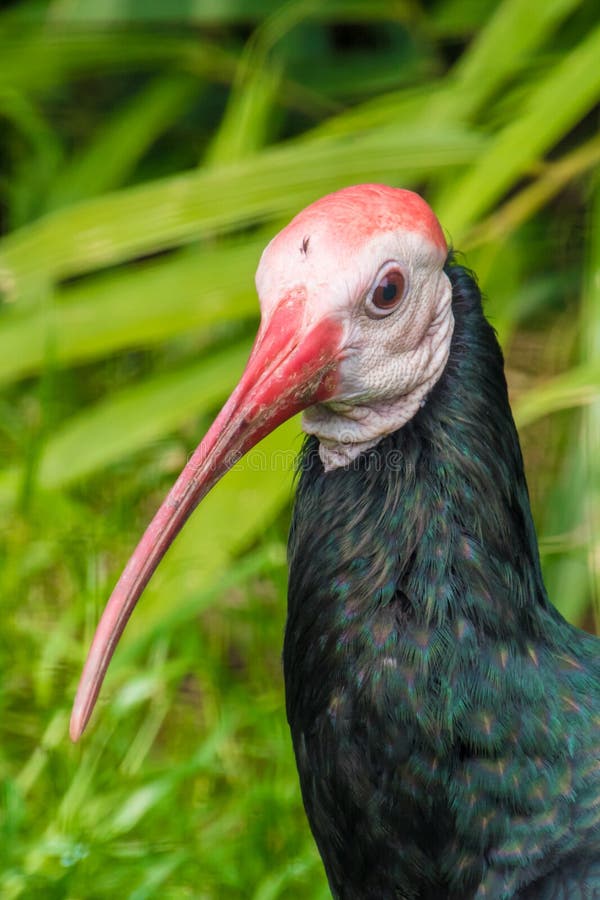 4,017 Uccello Con Il Becco Lungo Foto - Foto Stock Gratis e Royalty ...