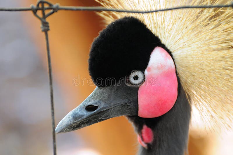 Uccello Incoronato Della Gru Immagine Stock - Immagine di uccelli ...