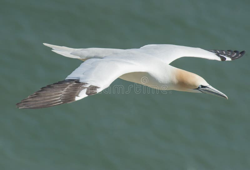 Uccello Marino Di Sula in Volo Immagine Stock - Immagine di nordico ...