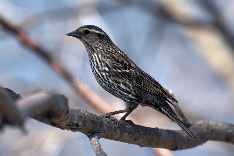 Uccello Nero Ad Ali Rosse Femminile Fotografia Stock - Immagine di nave ...
