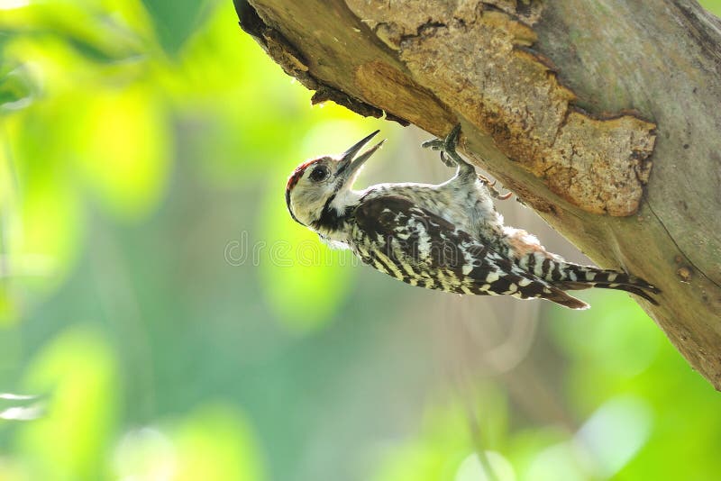 Uccello (picchio), Tailandia Fotografia Stock - Immagine di pomeriggio ...
