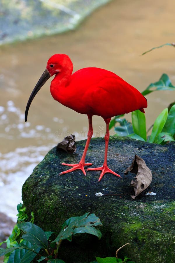 Uccello Rosso Dell'Ibis Vicino Ad Acqua Fotografia Stock - Immagine di ...