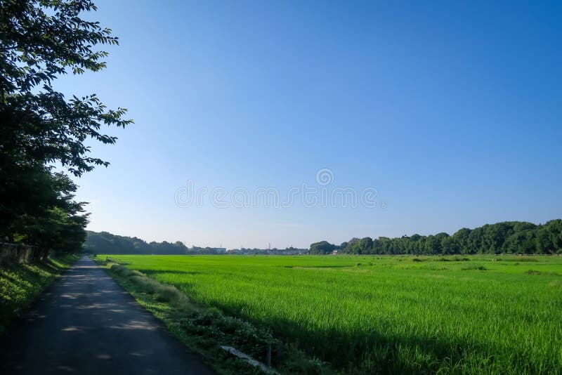 Uchimaki Rice Paddy Fields in Kasukabe Stock Photo - Image of land ...