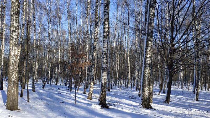 Ucraina Sfondo Invernale Con Neve Bianca Immagine Stock - Immagine di ...
