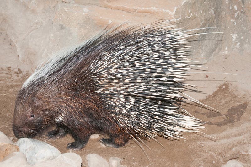 Uddeett piggsvin arkivfoto. Bild av varelse, fauna, angus - 34369414