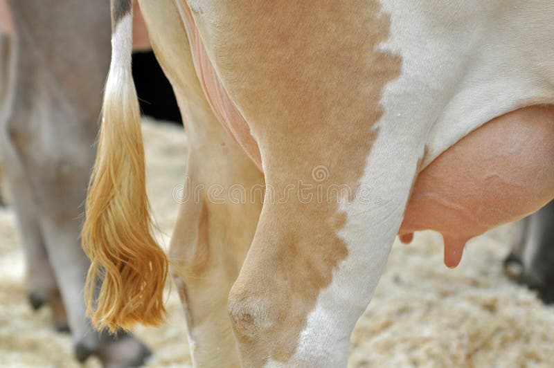 Udder stock photo. Image of brown, young, cattle, closeup - 45846048