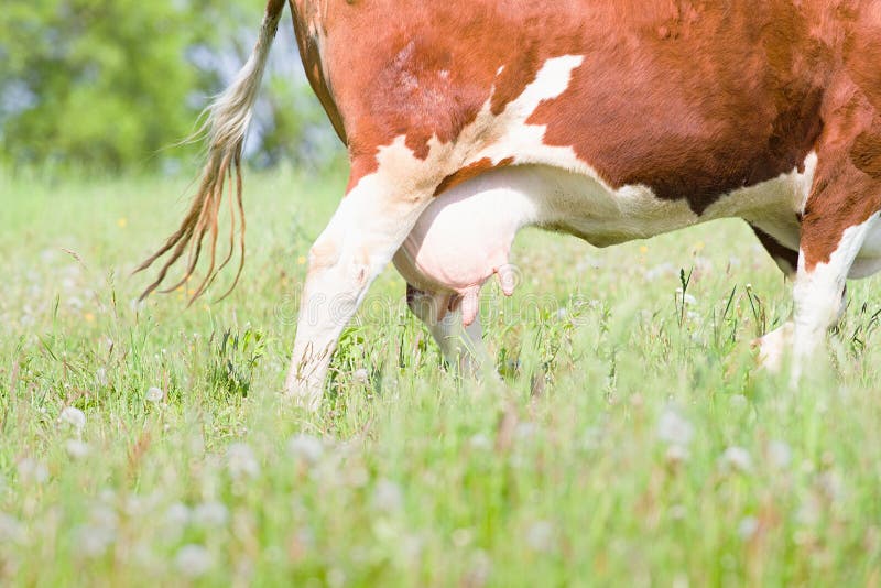 Udder of cow stock photo. Image of natural, mammals - 244745692