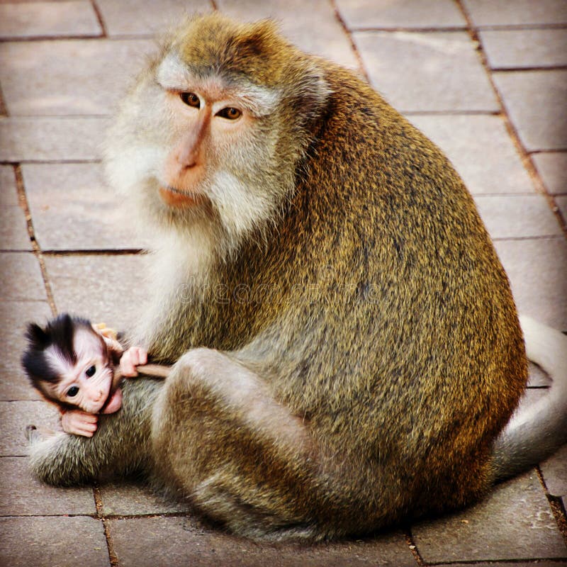 Udud Bali Stock Photos - Free & Royalty-Free Stock Photos from Dreamstime