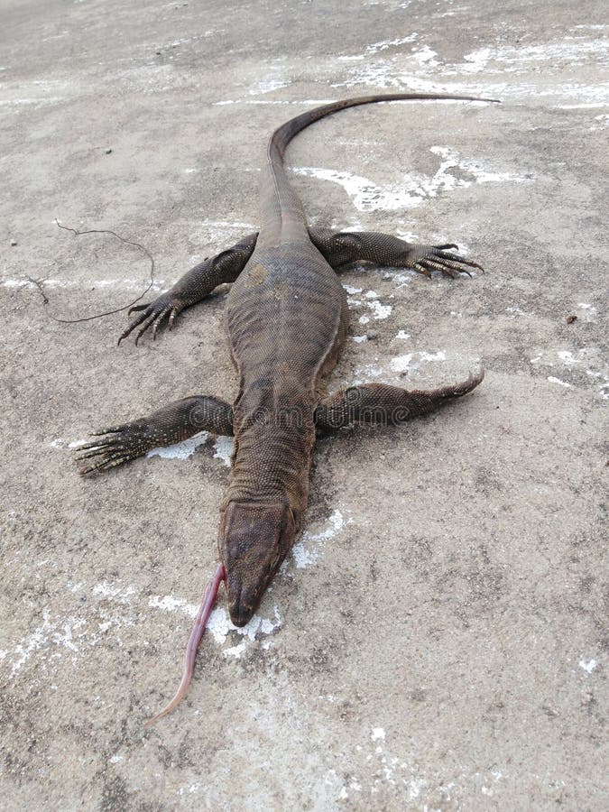 Udumu stock image. Image of udumu, areas, inthe, animal - 122863649