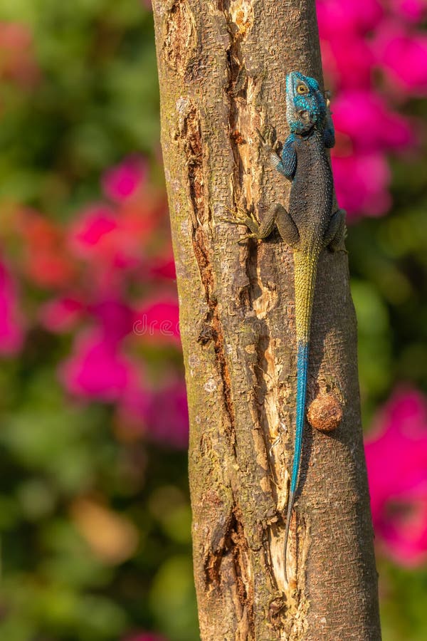 341 Blue Headed Agama Lizard Stock Photos - Free & Royalty-Free Stock ...