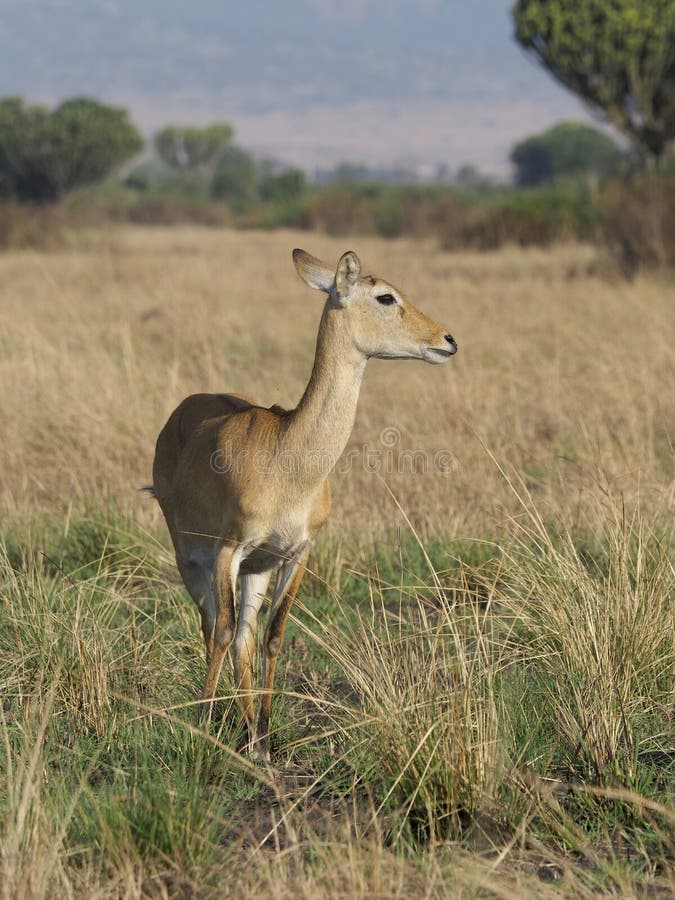 Uganda Kob, Kobus Kob Thomasi Stock Photo - Image of nature, uganda ...