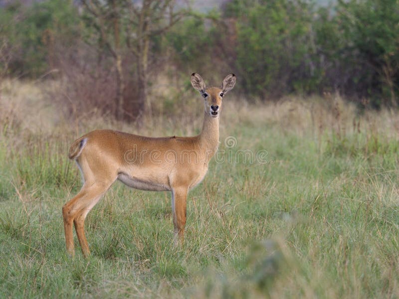 Uganda Kob, Kobus Kob Thomasi Stock Image - Image of thomasi, uganda ...