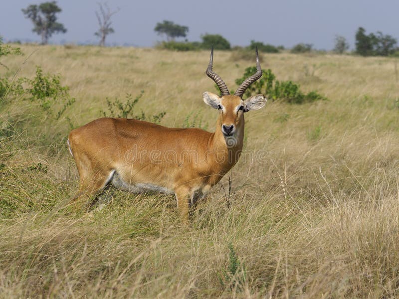 Uganda Kob, Kobus Kob Thomasi Stock Image - Image of kobus, wildlife ...
