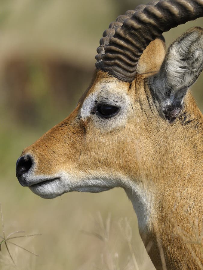 Uganda Kob, Kobus Kob Thomasi Stock Photo - Image of africa, african ...