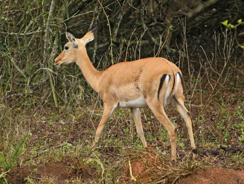 Uganda Kob in Shrubby Ambiance Stock Photo - Image of shrub, vertebrate ...