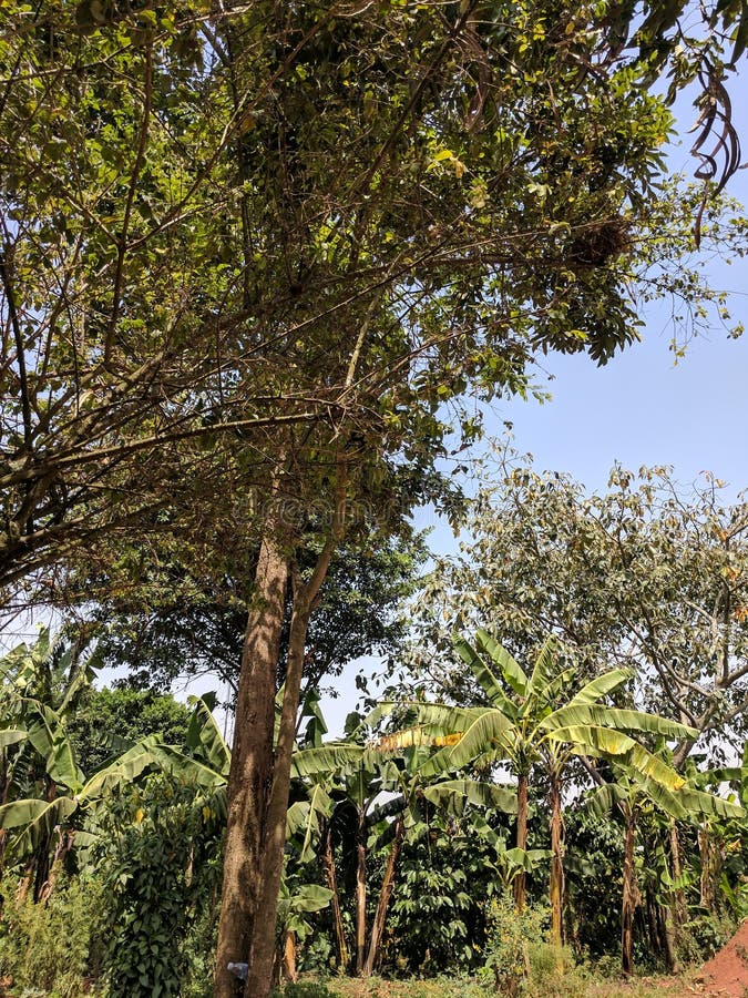 Uganda is a peal of Africa stock image. Image of autumn - 240404351