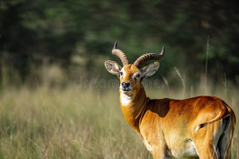 Ugandan Kob stock photo. Image of grassland, queen, kobs - 290602952