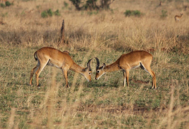 Ugandan Kob Antelope Facing Off Stock Image - Image of natural, africa ...