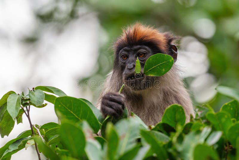 Ugandan Red Colobus, Piliocolobus Tephrosceles, Ashy Red Colobus ... Ugandan Red Colobus, Piliocolobus Tephrosceles, Ashy Red Colobus ...