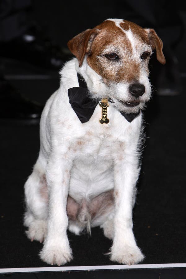 Uggie editorial photography. Image of filmed, paul, academy - 23274272