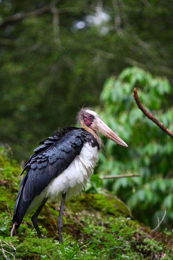 Ugly Bird stock photo. Image of ugly, feathers, long - 14720064