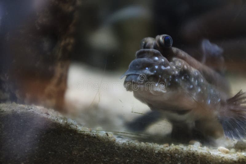 Burrowfish Stock Photos - Free & Royalty-Free Stock Photos from Dreamstime