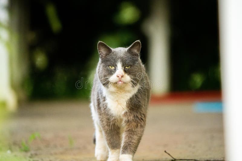 Ugly Cat Looking at the Camera. Grey and White Cat, White Neck Stock ...