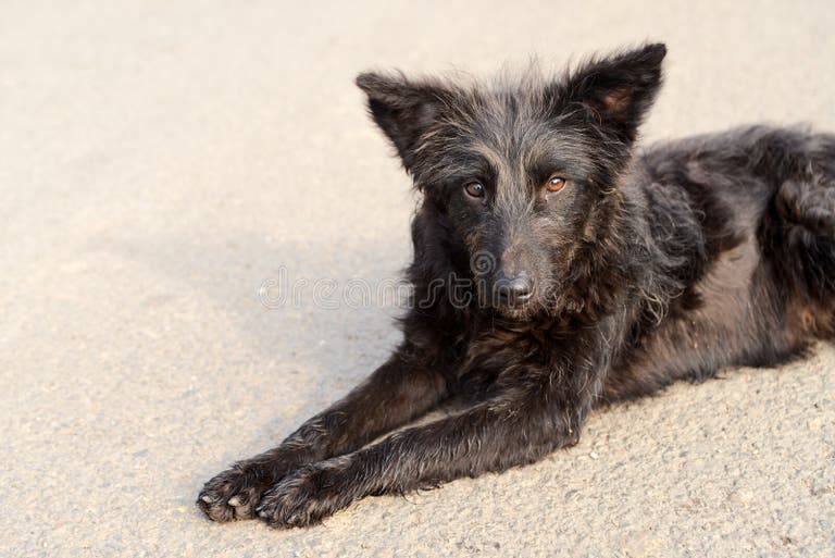 3,842 Ugly Dog Pub Stock Photos - Free & Royalty-Free Stock Photos from ...