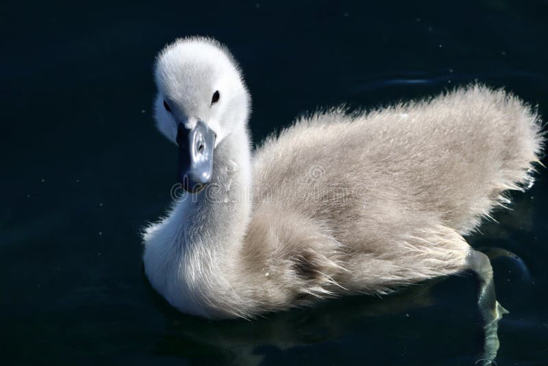 Ugly duckling stock photo. Image of ugly, swimming, duckling - 183050030