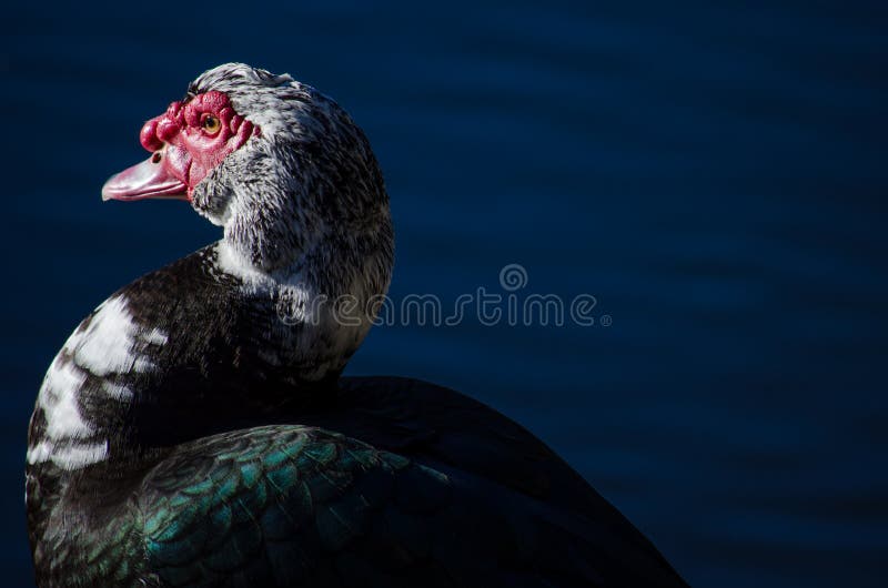 Ugly Duckling stock photo. Image of duck, wildlife, wings - 40774078