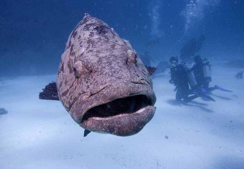 The Ugly-faced Fish Show on the Maldives 库存图片 - 图片 包括有 显示, 表面: 165361365