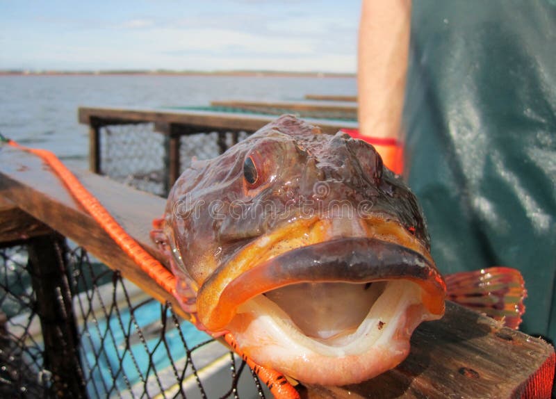 1,588 Ugly Fish Stock Photos - Free & Royalty-Free Stock Photos from ...