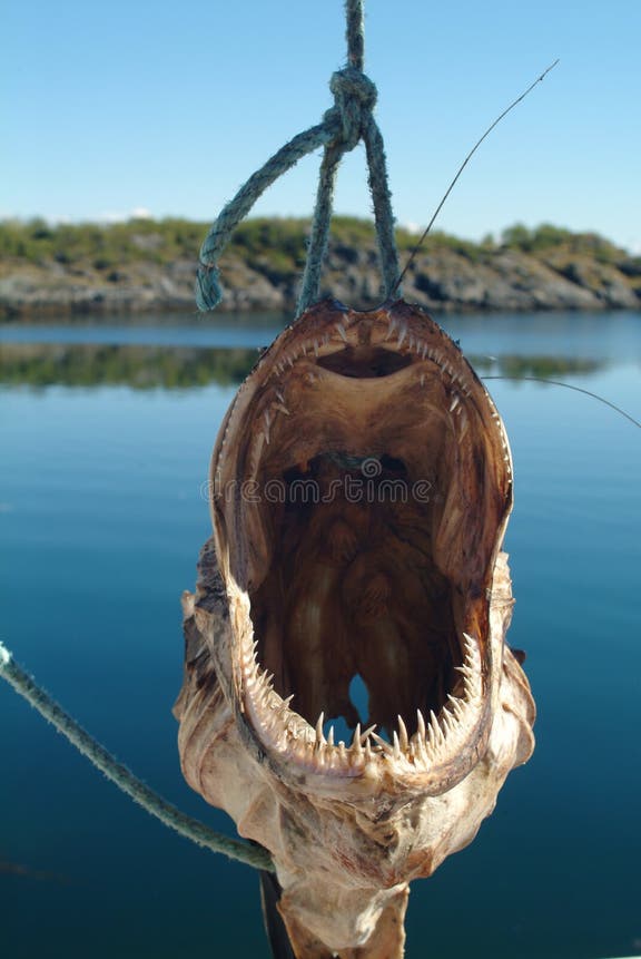 Ugly fish stock photo. Image of mouth, fish, nasty, food - 548726