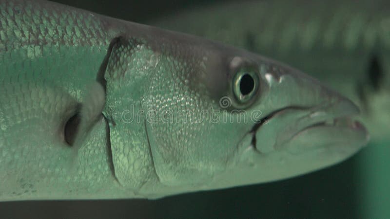 An Ugly Fish Marine Life stock video. Video of fishes - 141101257