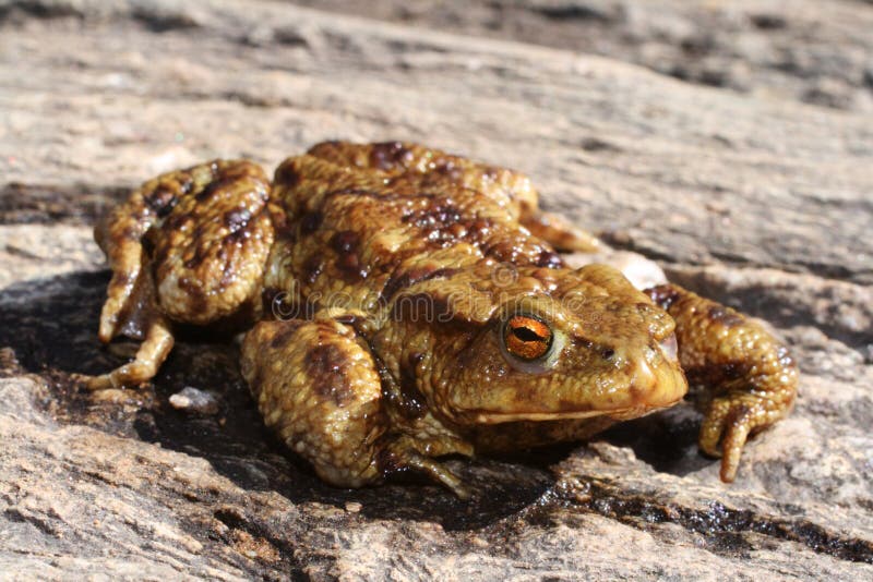 Ugly Frog stock photo. Image of sitting, slick, amphibian - 3007312