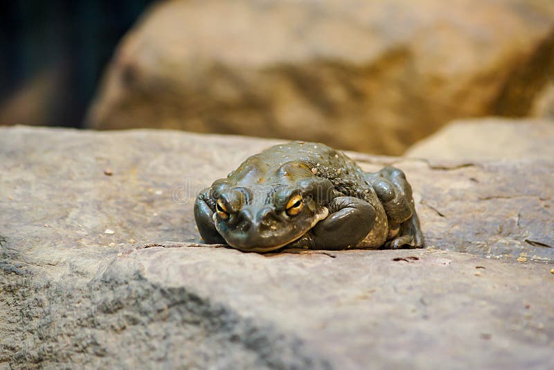 2,949 Ugly Frog Stock Photos - Free & Royalty-Free Stock Photos from ...