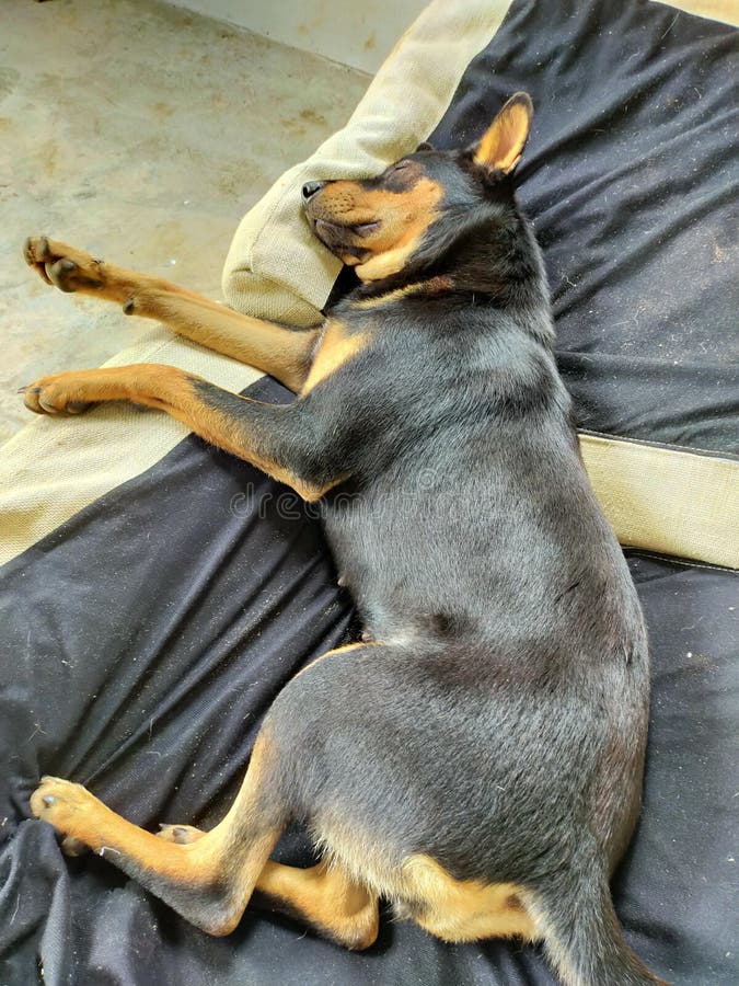 Ugly Little Dog Cute Fat Dog Stock Image - Image of ugly, little: 274157123