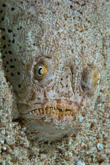 Ugly looking fish stock image. Image of egypt, pair, underwater - 3501235