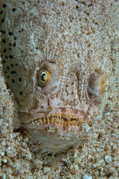 Ugly looking fish stock image. Image of egypt, pair, underwater - 3501235