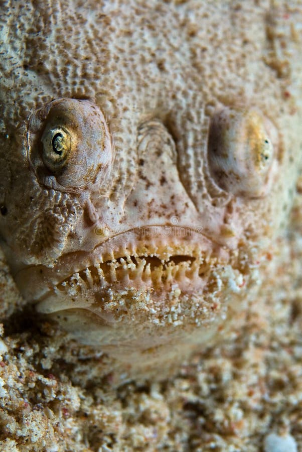 Ugly looking fish stock image. Image of scuba, tropical - 3501237