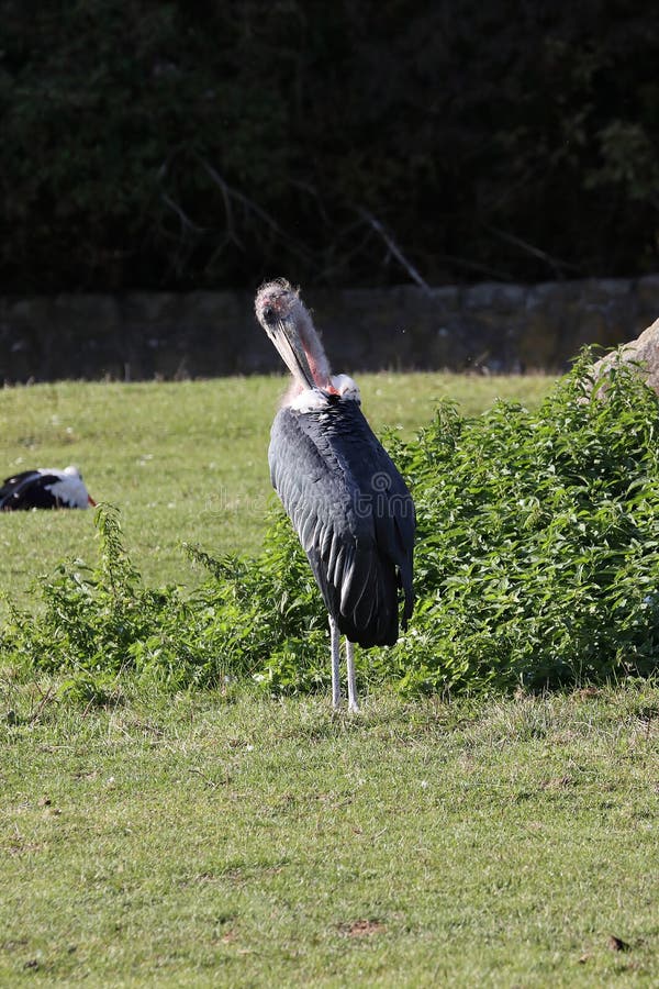 Ugly marabu portrait stock photo. Image of leptoptilos - 259721846