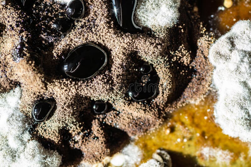 Ugly Mold Close-up. Microorganisms and Bacteria Stock Photo - Image of ...