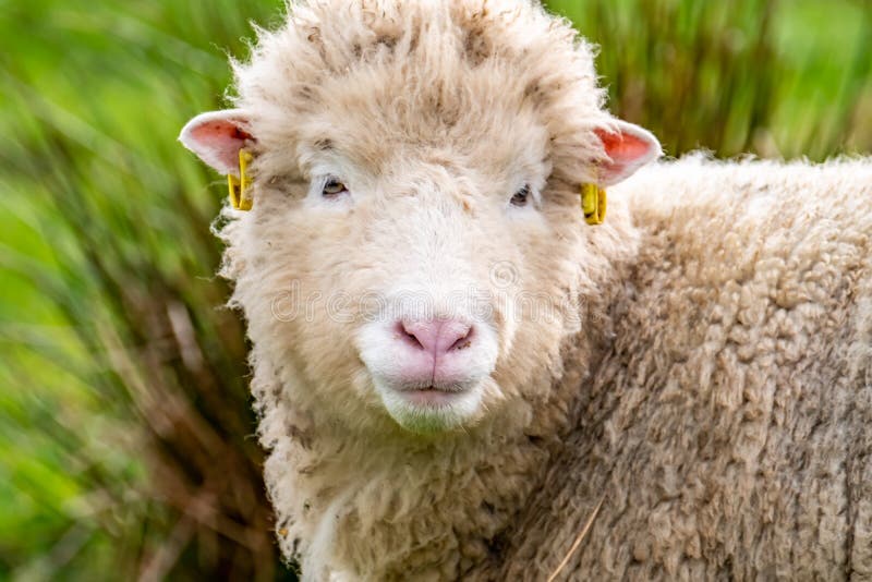 Ugly Old Sheep Stock Photos - Free & Royalty-Free Stock Photos from ...