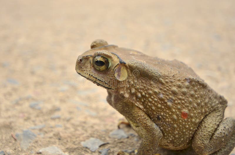 Ugly Old Toad on Concrete Floor Stock Image - Image of brown ...