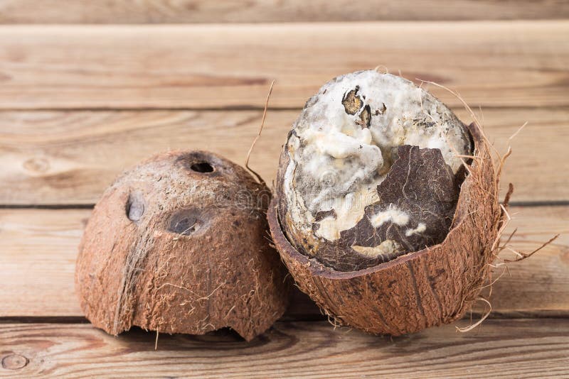 Ugly Mold Close-up. Microorganisms and Bacteria Stock Photo - Image of ...