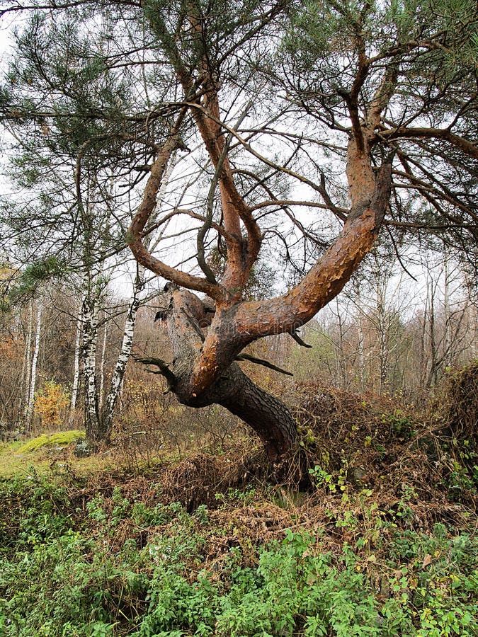 Ugly pine tree stock photo. Image of forbidden, natural - 84747158