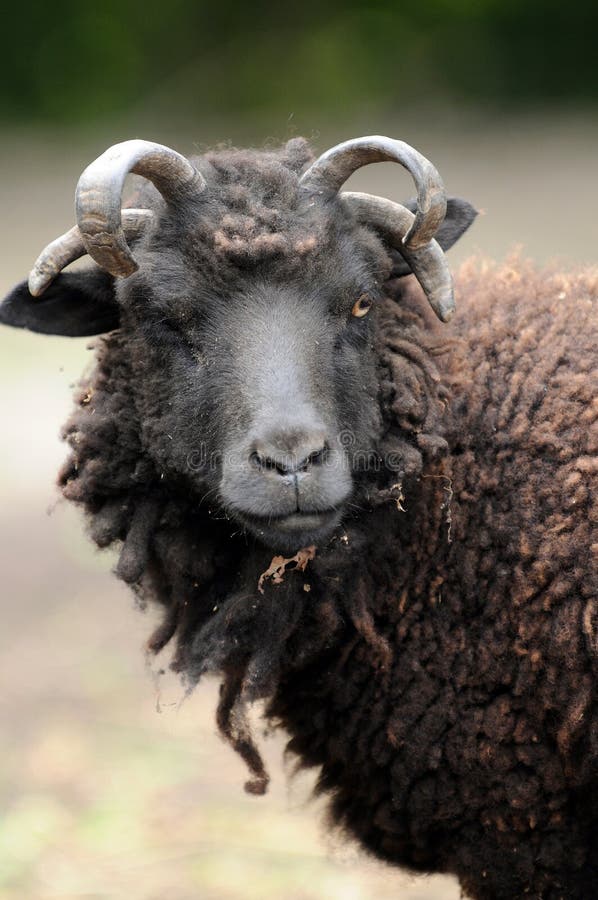 121 Ugly Sheep Stock Photos - Free & Royalty-Free Stock Photos from ...