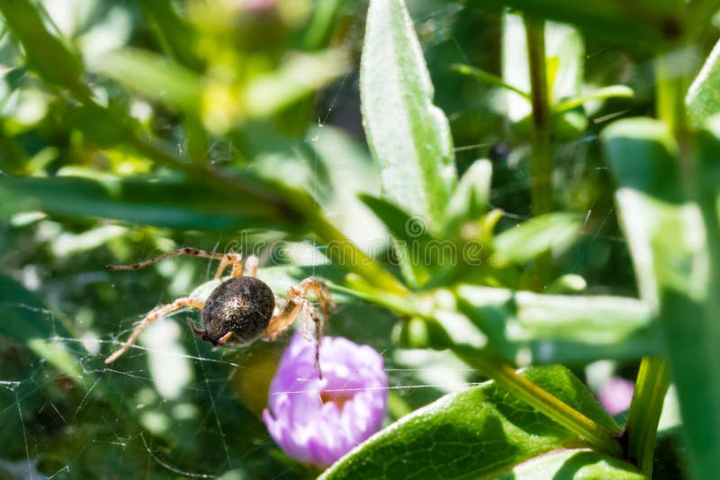 Ugly Spider Crawling on His Spider Web Stock Photo - Image of closeup ...